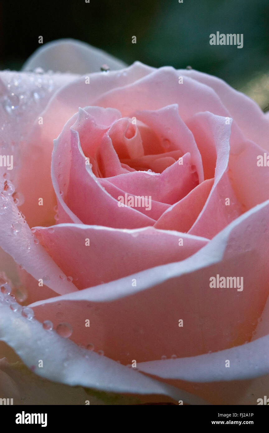 Rose Strauss High Resolution Stock Photography and Images - Alamy