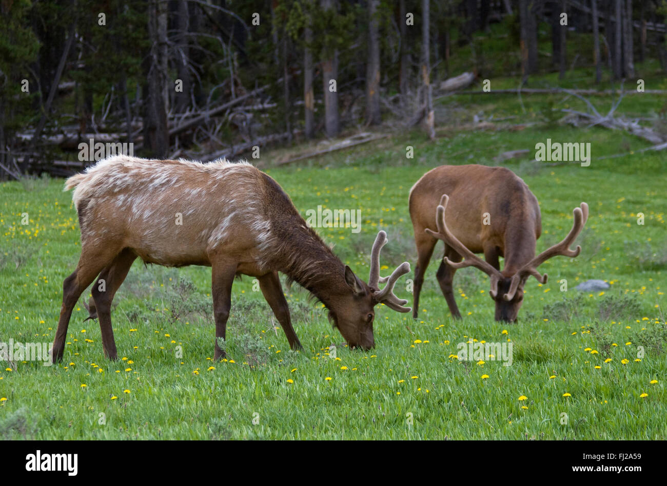 Two BULL ELK (Cervus elaphus) graze peacefully in a pasture ...