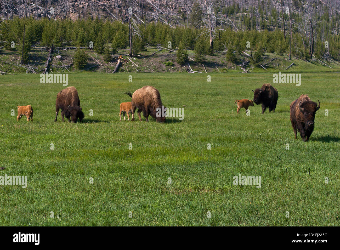 BISON COWS with their spring CALVES forage for good pasture ...