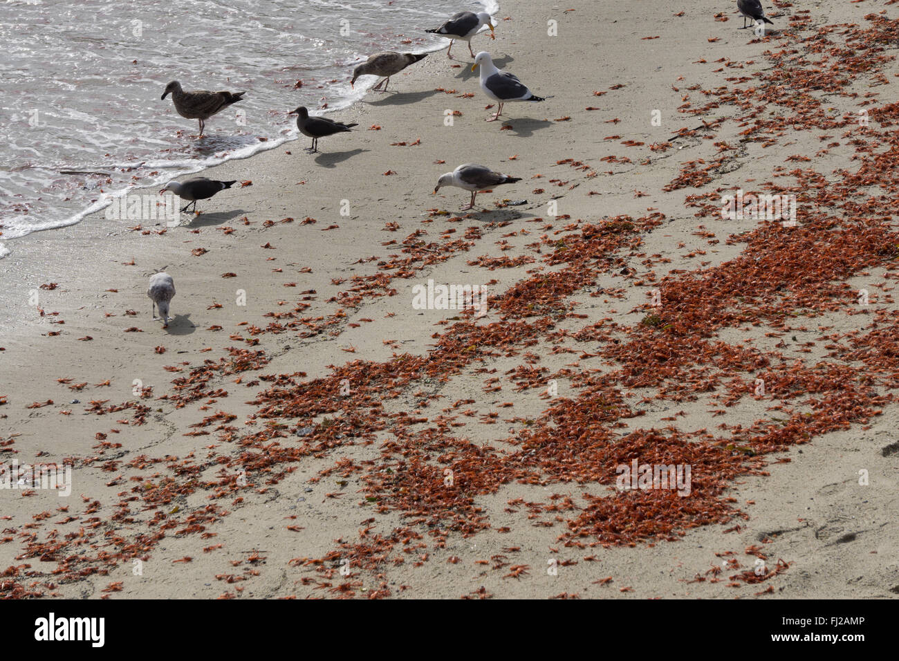 Lovers Point Beach, Pacific Grove, CA Stock Photo - Alamy
