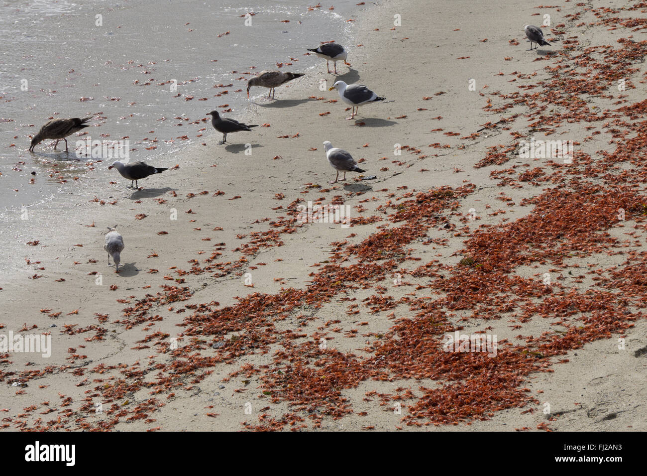 Lovers Point Beach, Pacific Grove, CA Stock Photo - Alamy