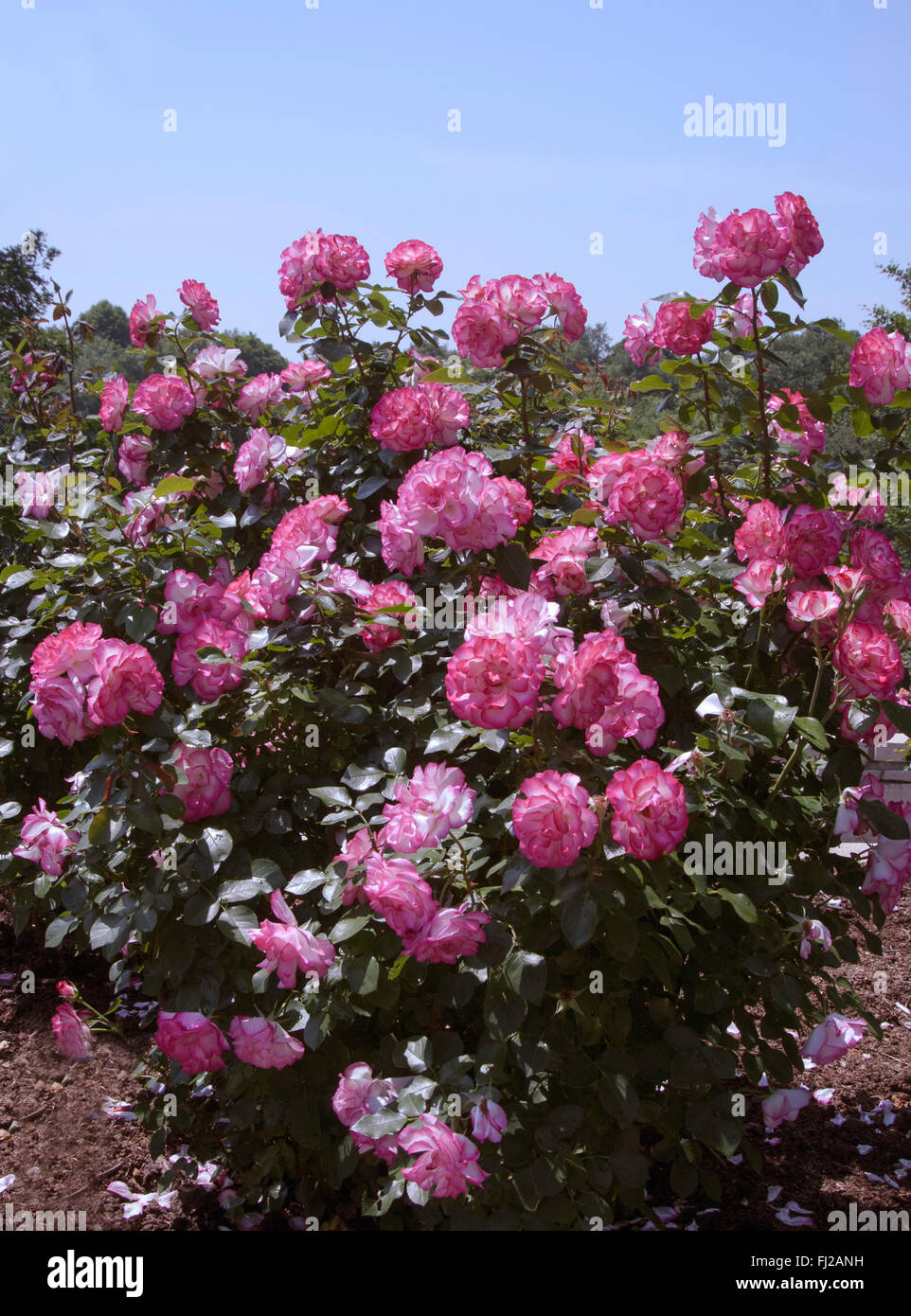 Hannah gordon hi-res stock photography and images - Alamy