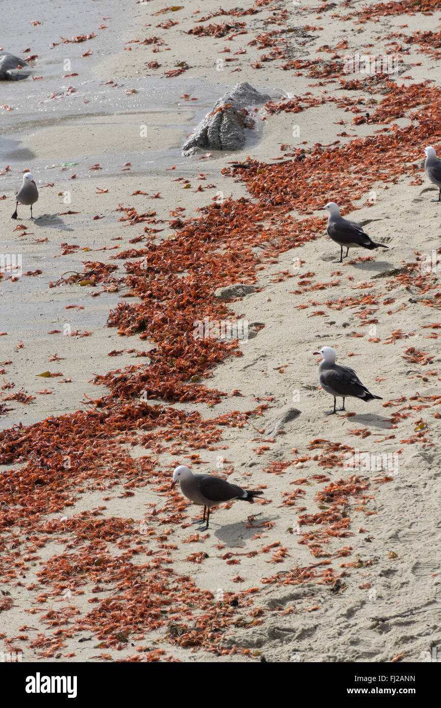Lovers Point Beach, Pacific Grove, CA Stock Photo - Alamy