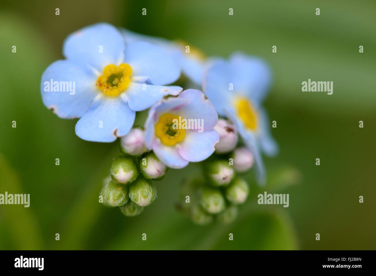 Water forget-me-not (Myosotis scorpioides). A blue-flowered semi ...