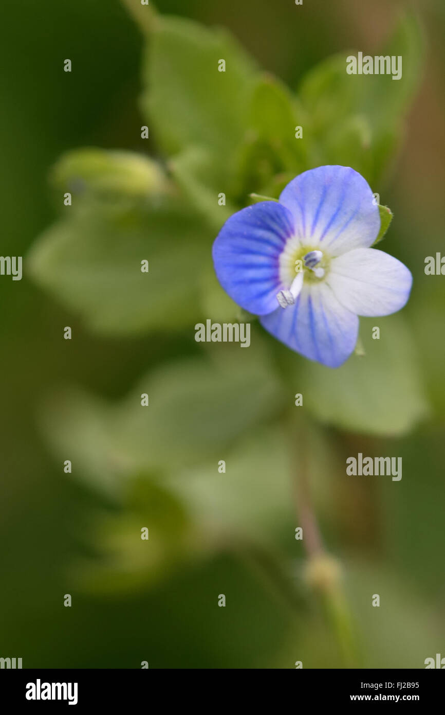 Common field speedwell (Veronica persica). Blue flower of plant in the ...