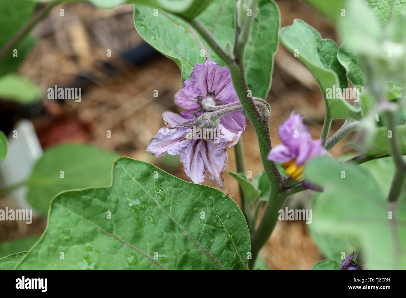 Growing egg plant Stock Photo - Alamy