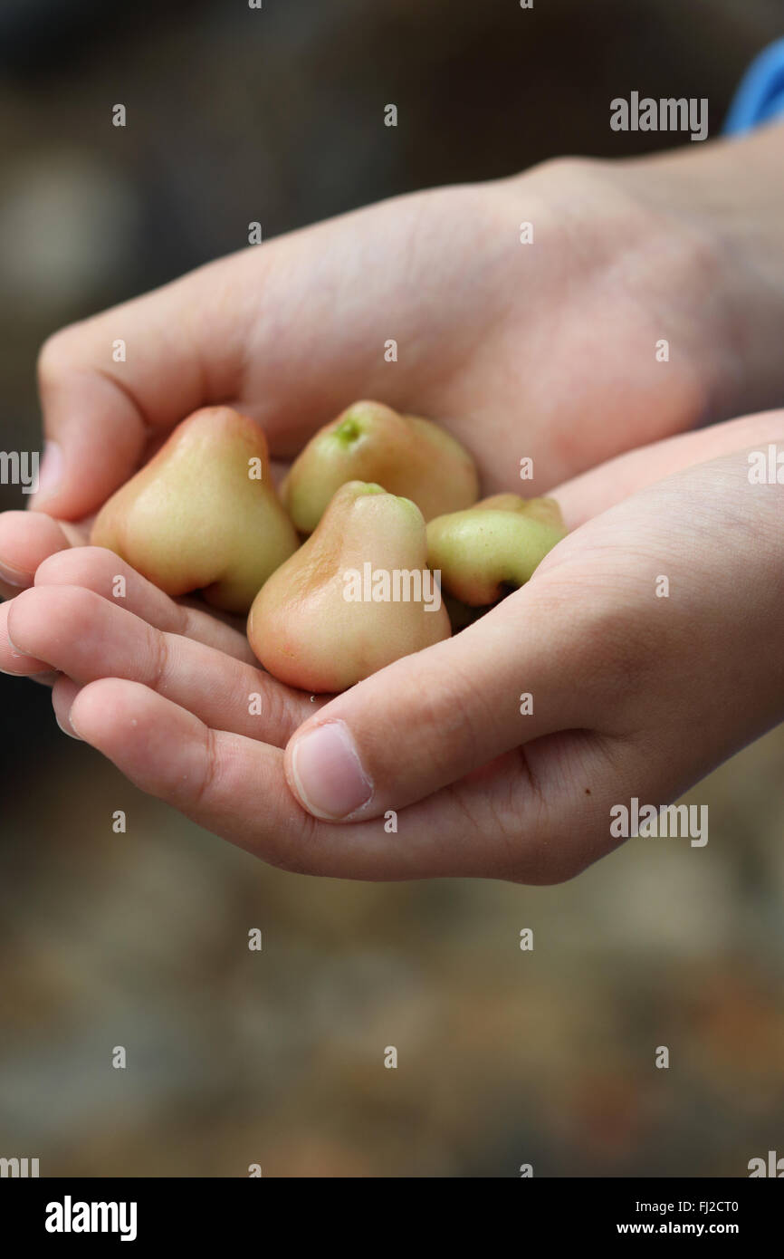 Syzygium jambo hi-res stock photography and images - Alamy