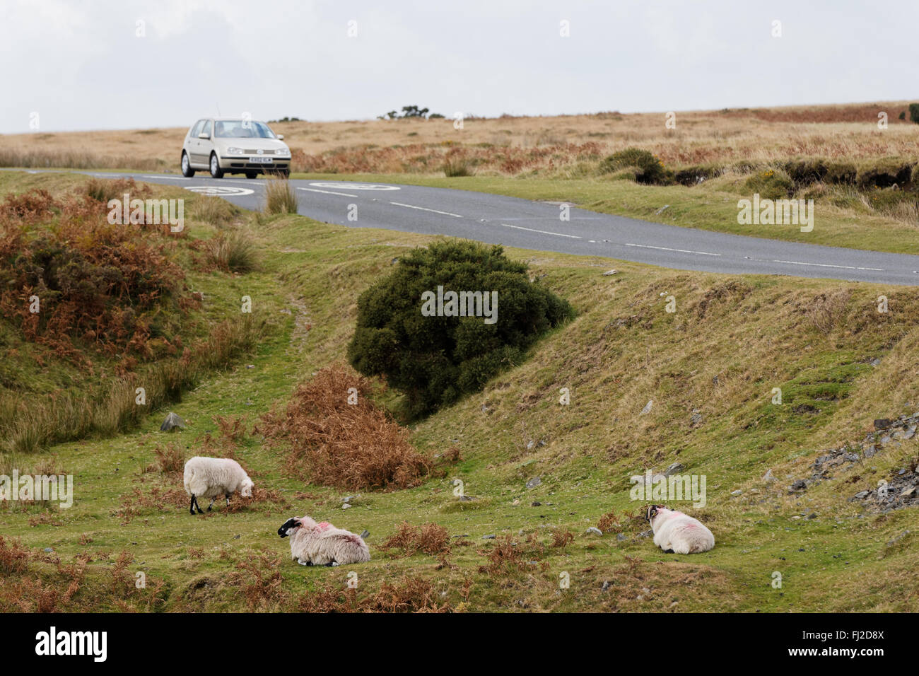 Sheep in car park hi-res stock photography and images - Alamy