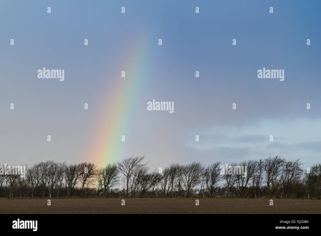 Rainbow behind line of trees Stock Photo - Alamy