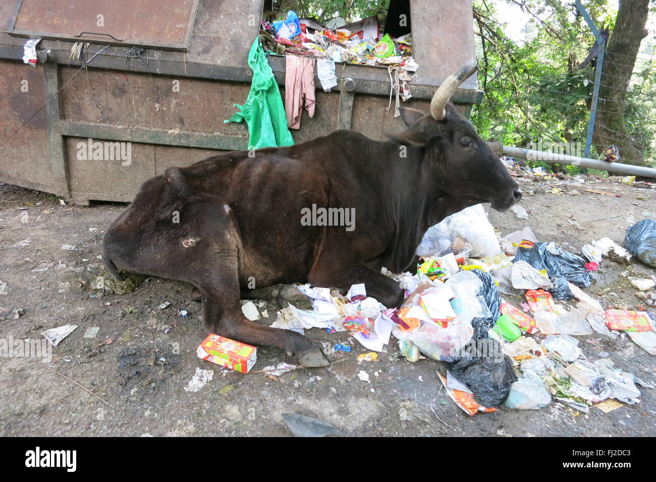 Skinny street cow in India lays next to dumpster on street on top of ...