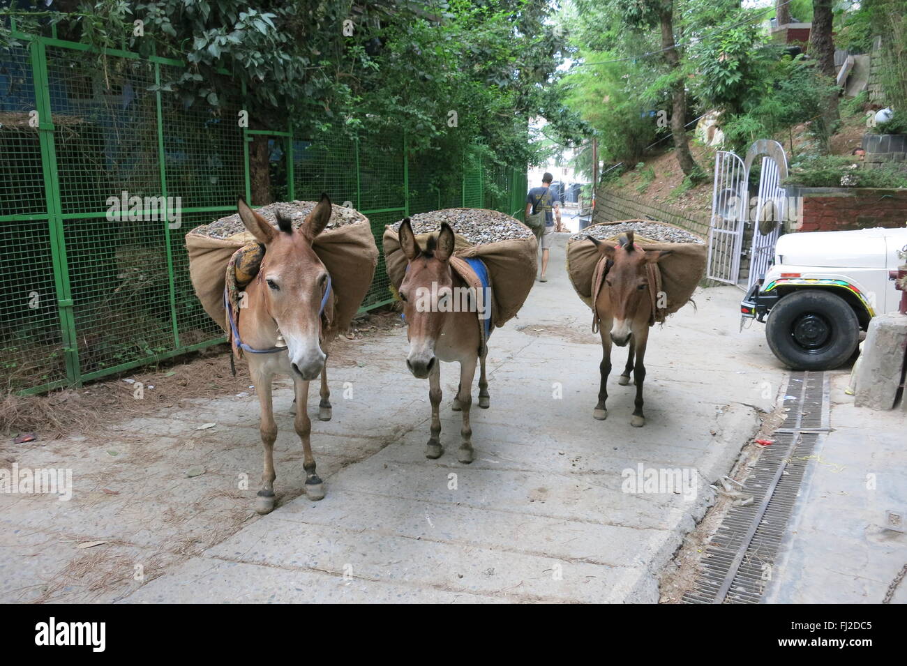Three cute pack donkey's carry gravel the old fashioned way on a narrow ...