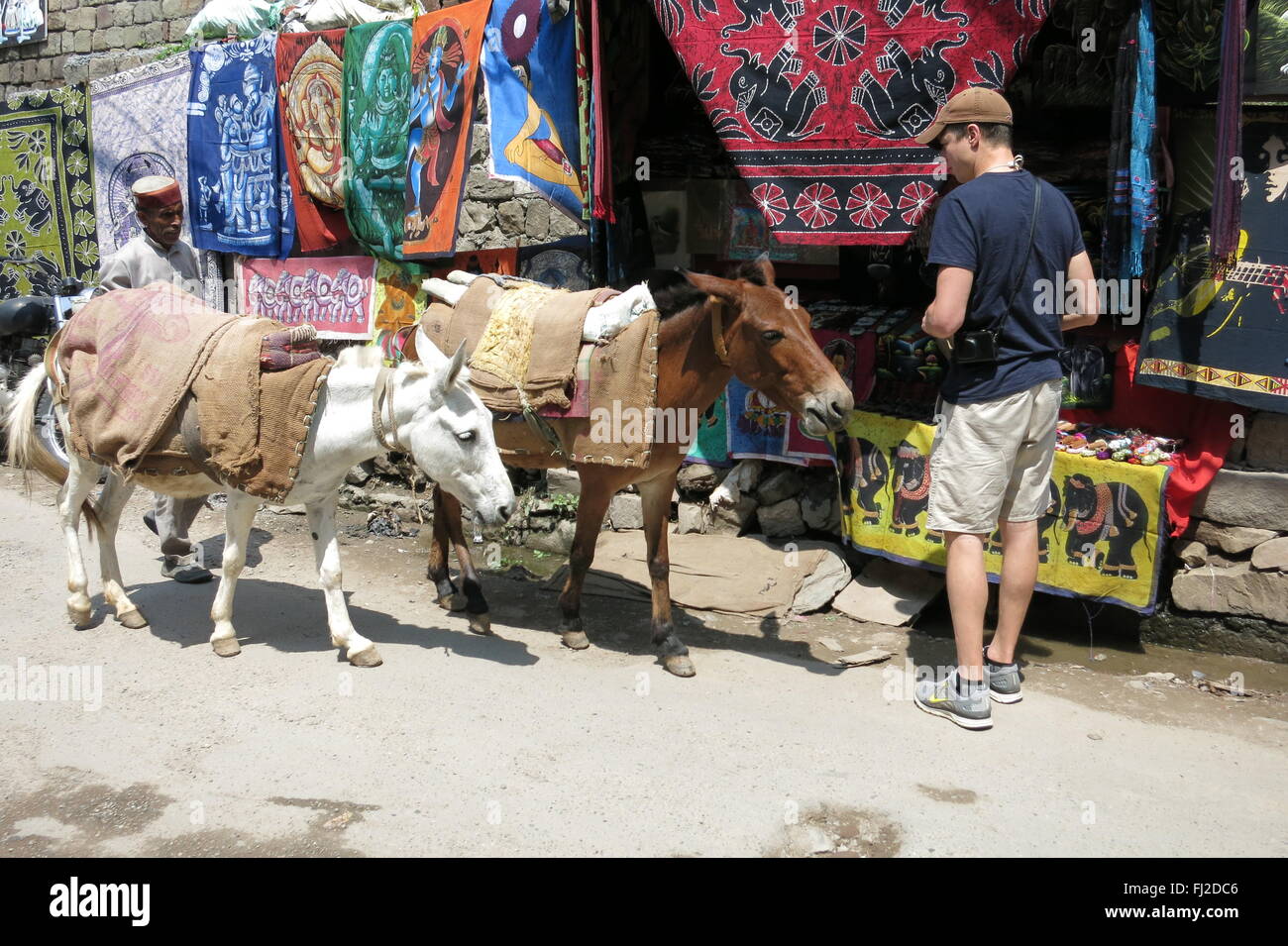 Pack donkeys hi-res stock photography and images - Alamy