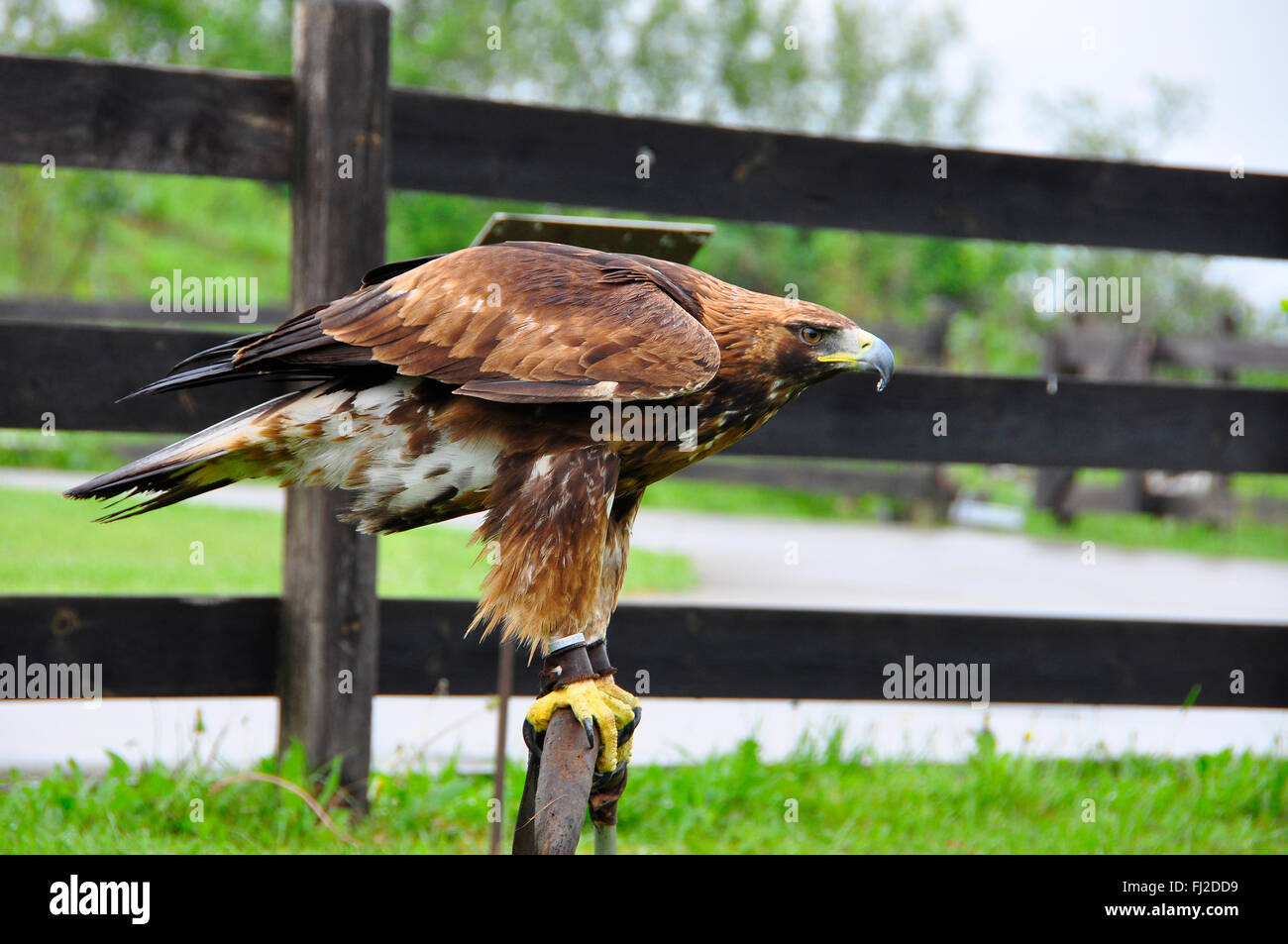 Side view of brown eagle ready to flight Stock Photo - Alamy