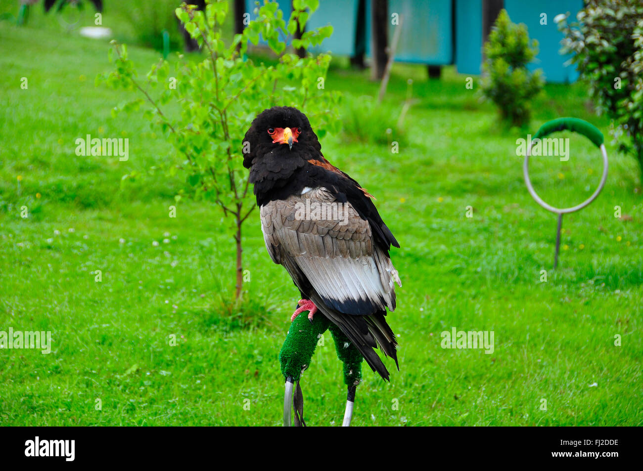 Bateleur Eagle/ Terathopius ecaudatus/ named because of their ...