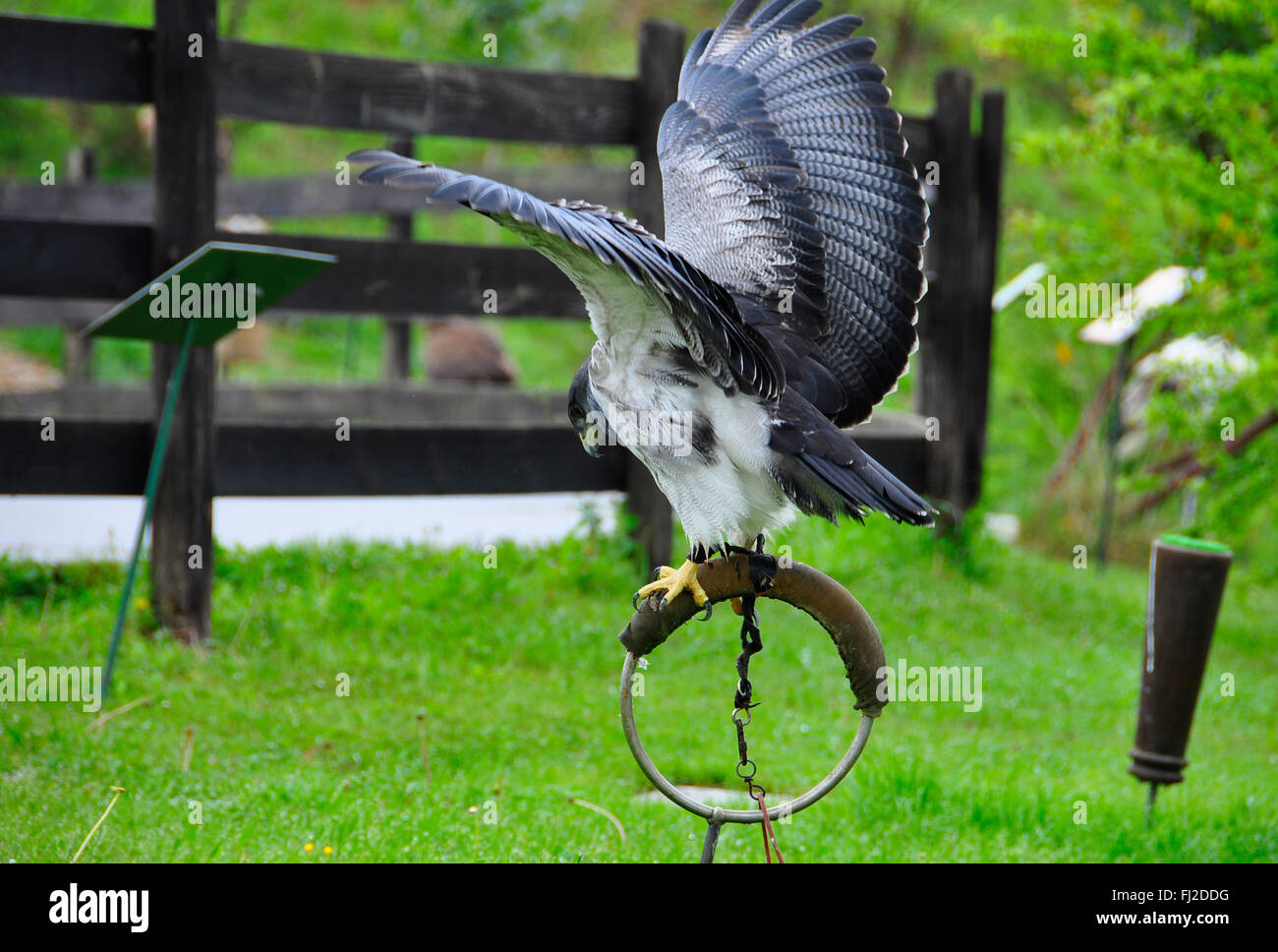 Grey Buzzard in captivity for falconry trained with wings raised I ...