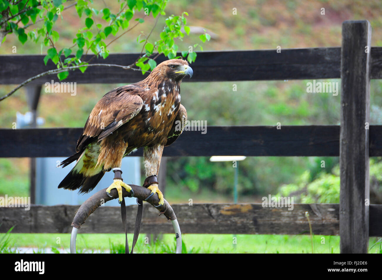 Side view of brown eagle ready to flight Stock Photo - Alamy