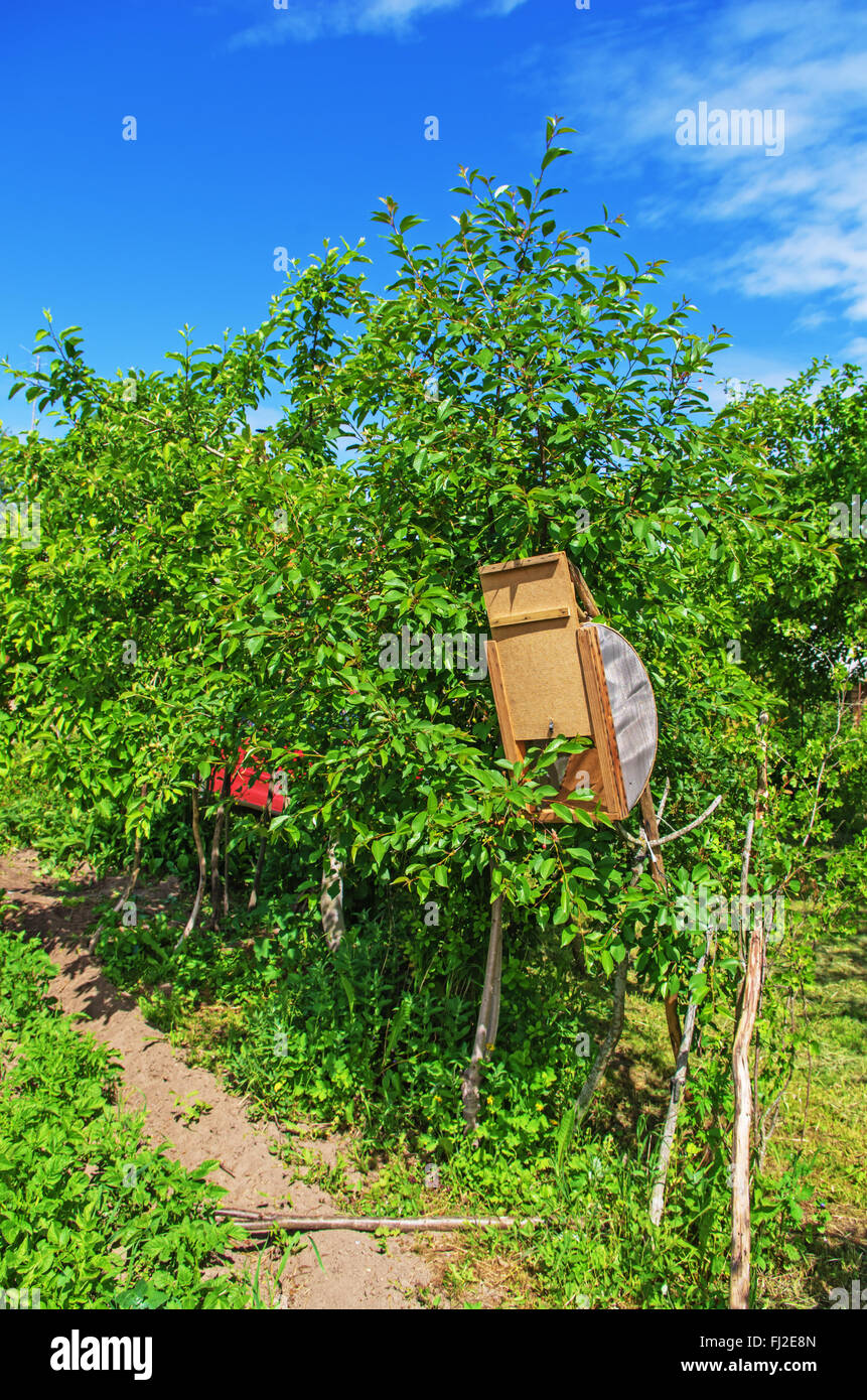Capture of a spring swarm of bees Stock Photo - Alamy