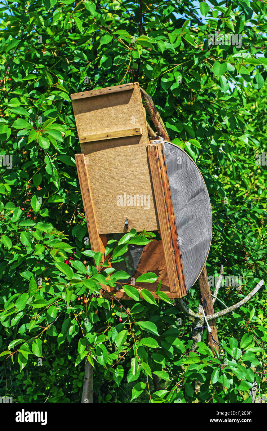 Capture of a spring swarm of bees Stock Photo - Alamy