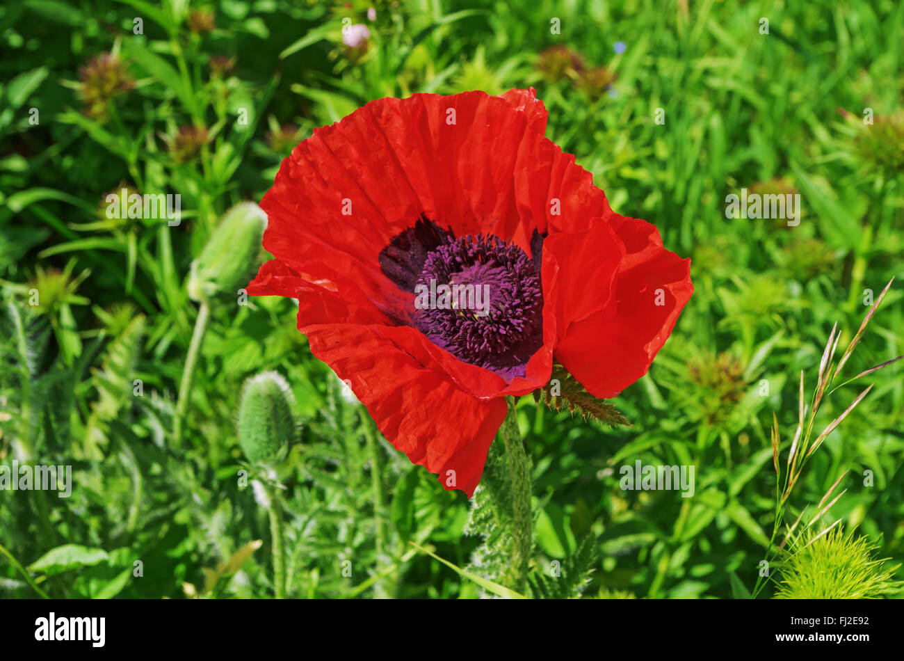 Red poppy flower Stock Photo - Alamy