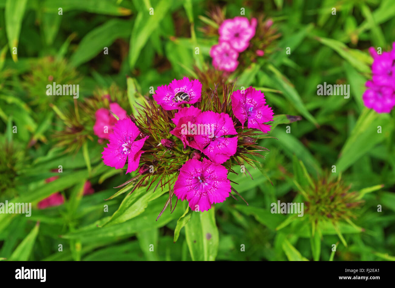Frilled margin flower hi-res stock photography and images - Alamy