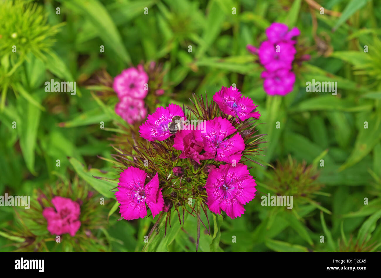 Dark pink carnation flowers Stock Photo - Alamy