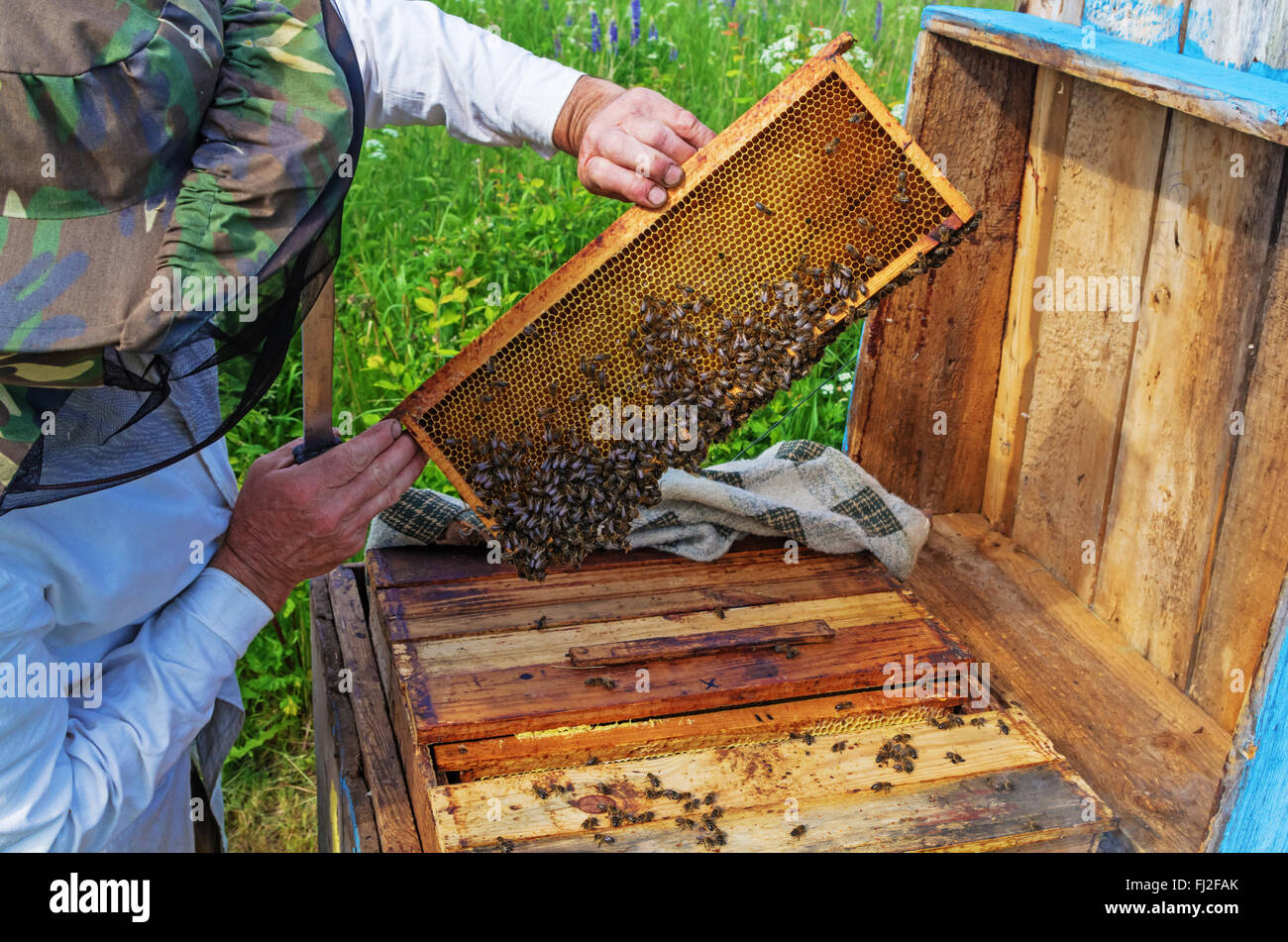 The beekeeper works near a beehive in the village Stock Photo - Alamy