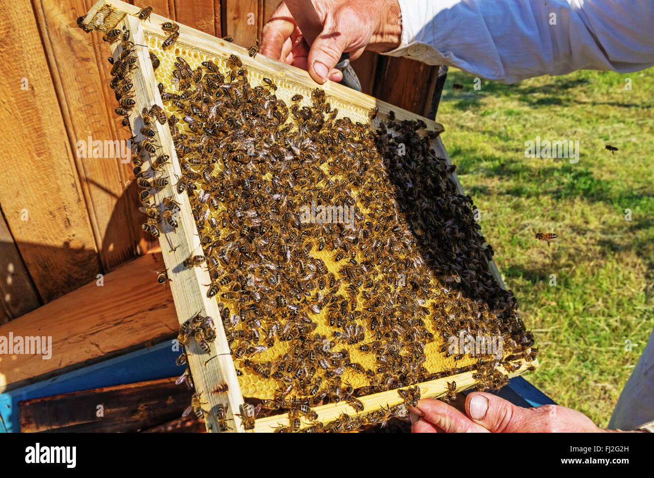 The beekeeper works near a beehive in the village Stock Photo - Alamy