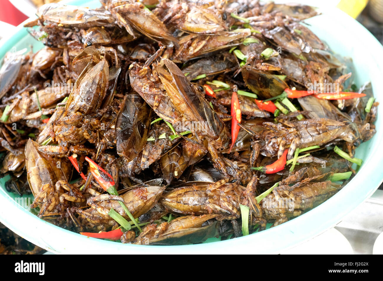 Cockroaches hi-res stock photography and images - Alamy