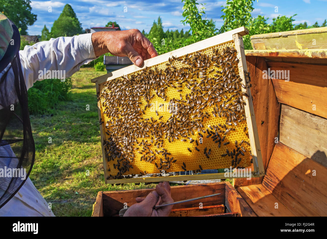 The beekeeper works near a beehive in the village Stock Photo - Alamy