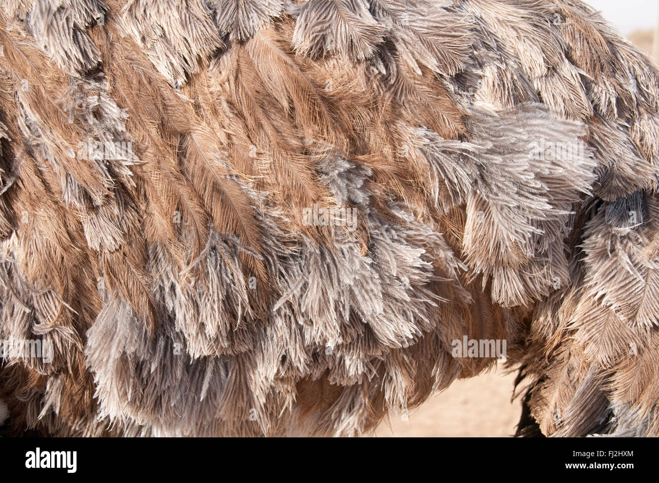 A close-up of the wing and feathers of a Somali ostrich living in ...