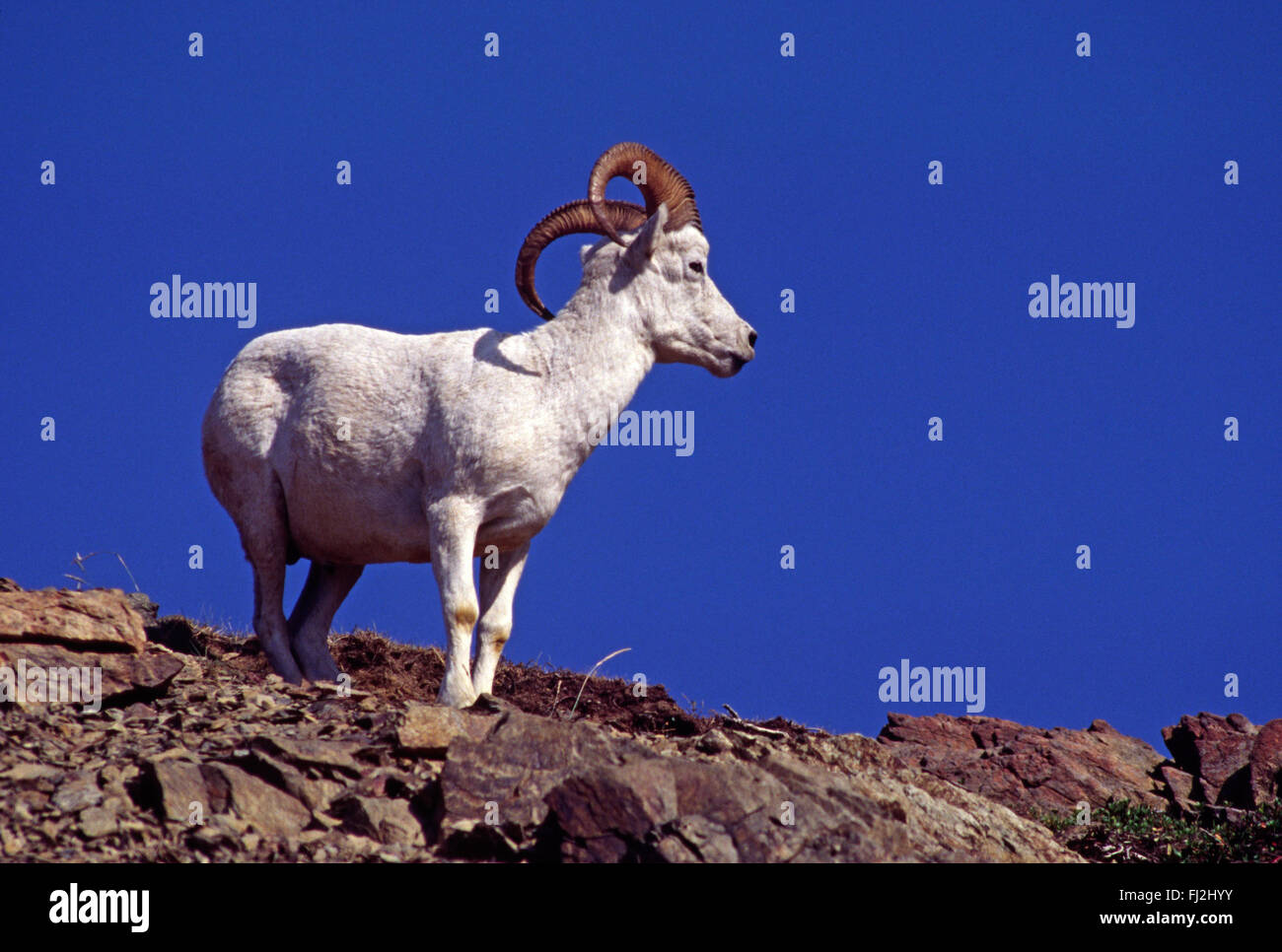 DALL SHEEP - KENAI PENINSULA, ALASKA Stock Photo - Alamy