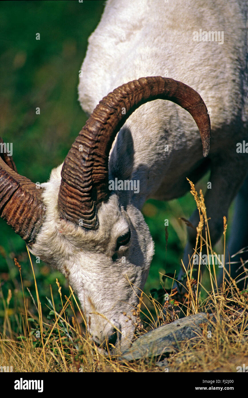 DALL SHEEP (Ovis dali dali) - KENAI PENINSULA, ALASKA Stock Photo - Alamy
