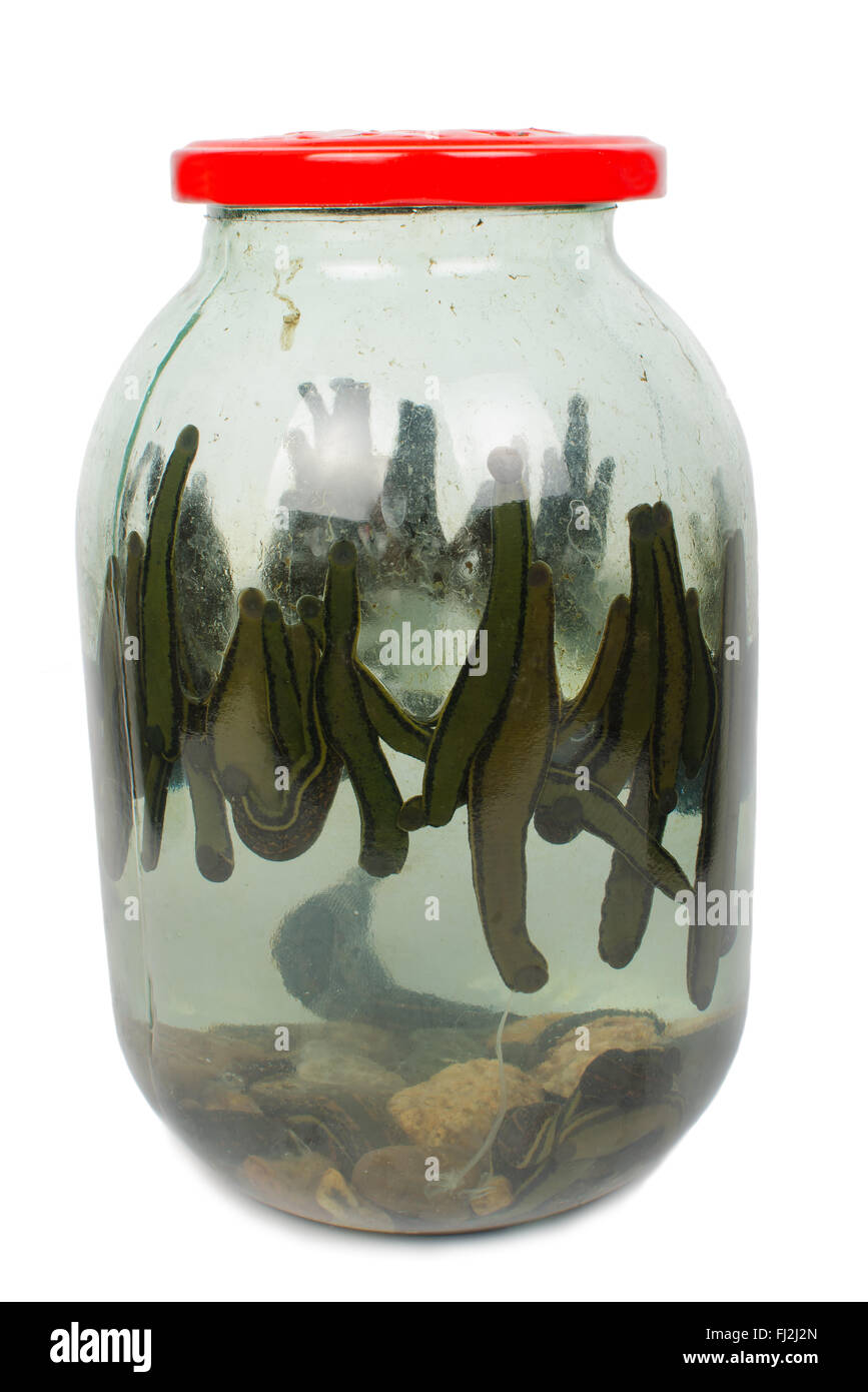 Leech in a glass jar Stock Photo - Alamy