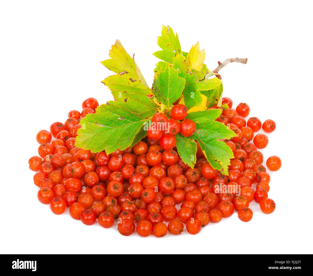 Hawthorn berry Cut Out Stock Images & Pictures - Alamy
