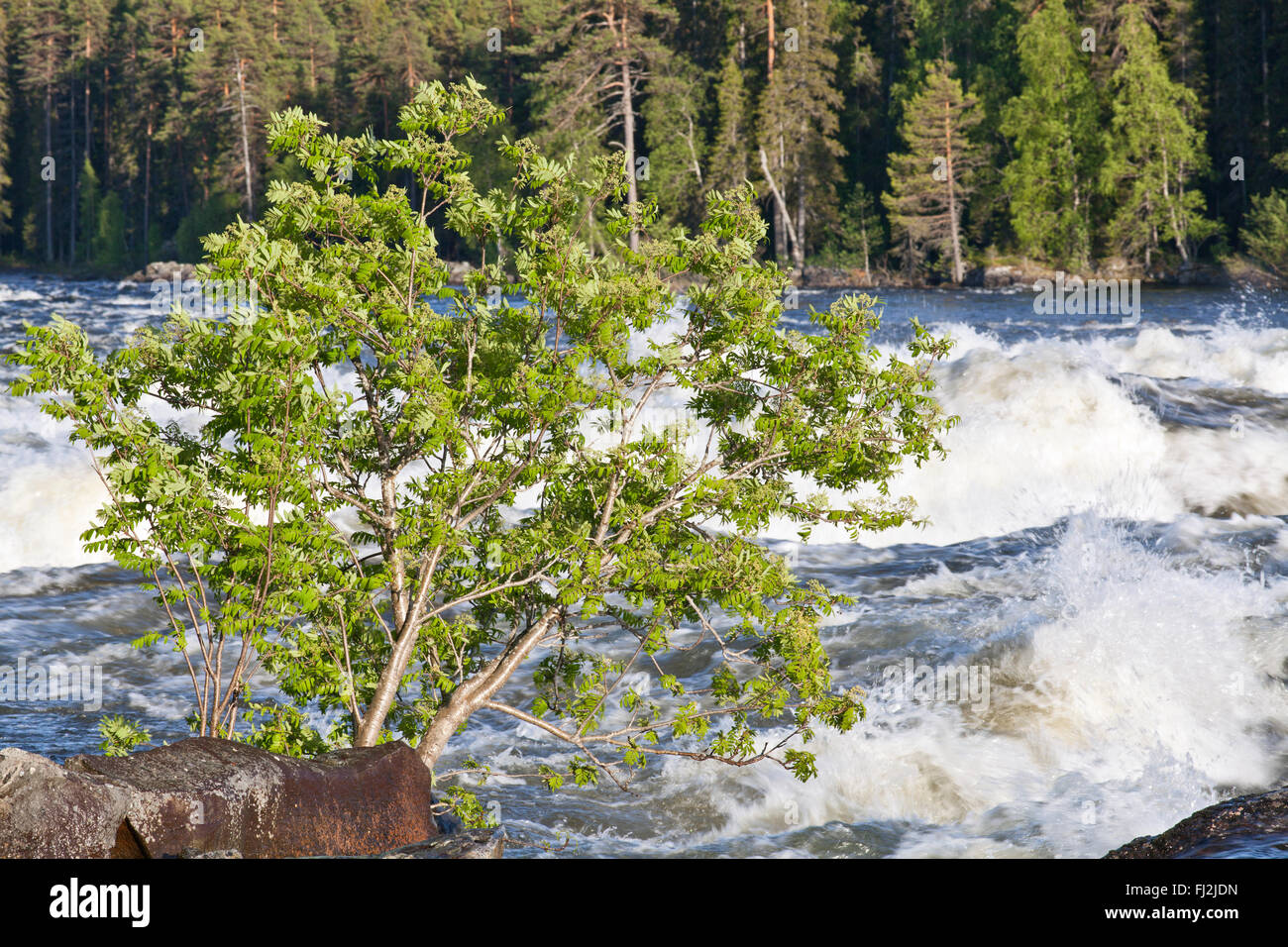 Closeup, macro of a small rowan in a speedy river. Spring and flood ...