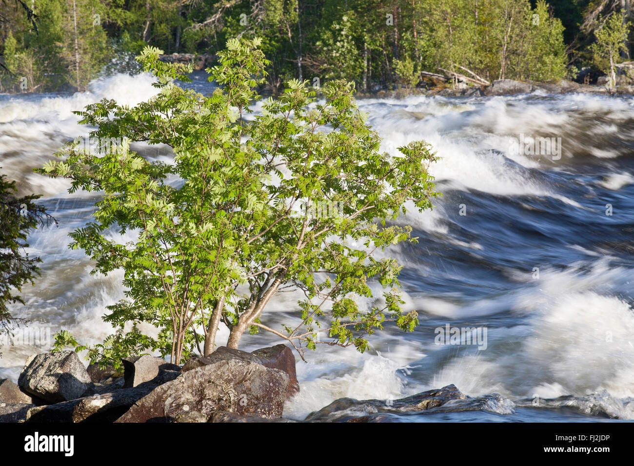Closeup, macro of a small rowan in a speedy river. Spring and flood ...