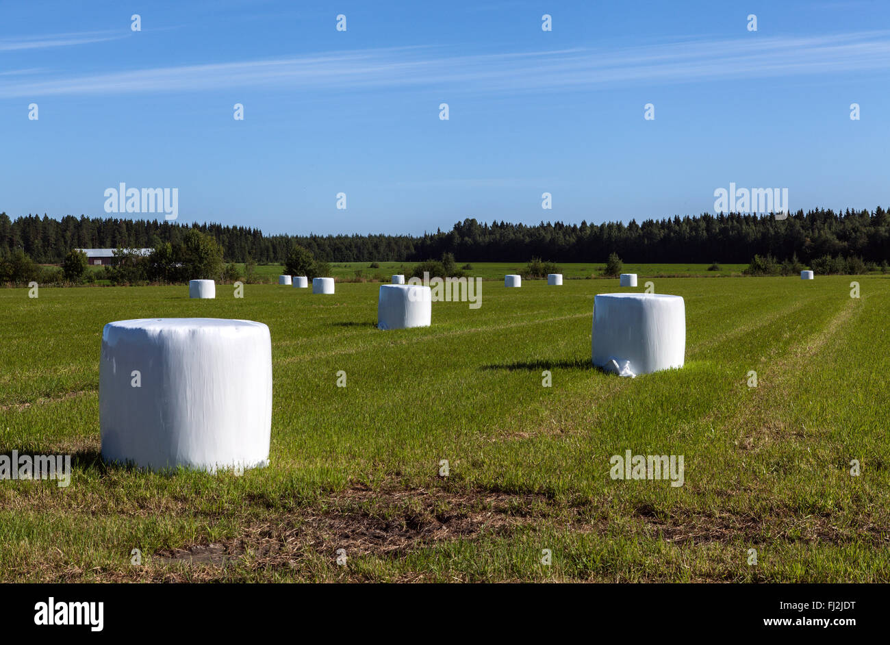 White plastic bale on a field. Wrapped silage in agriculture, farming ...
