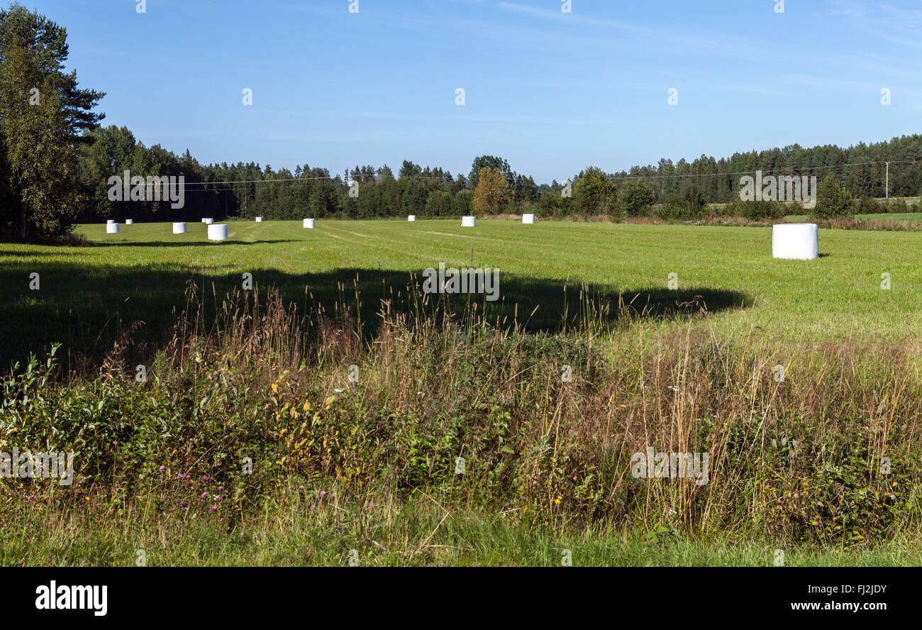 White plastic bale on a field. Wrapped silage in agriculture, farming ...