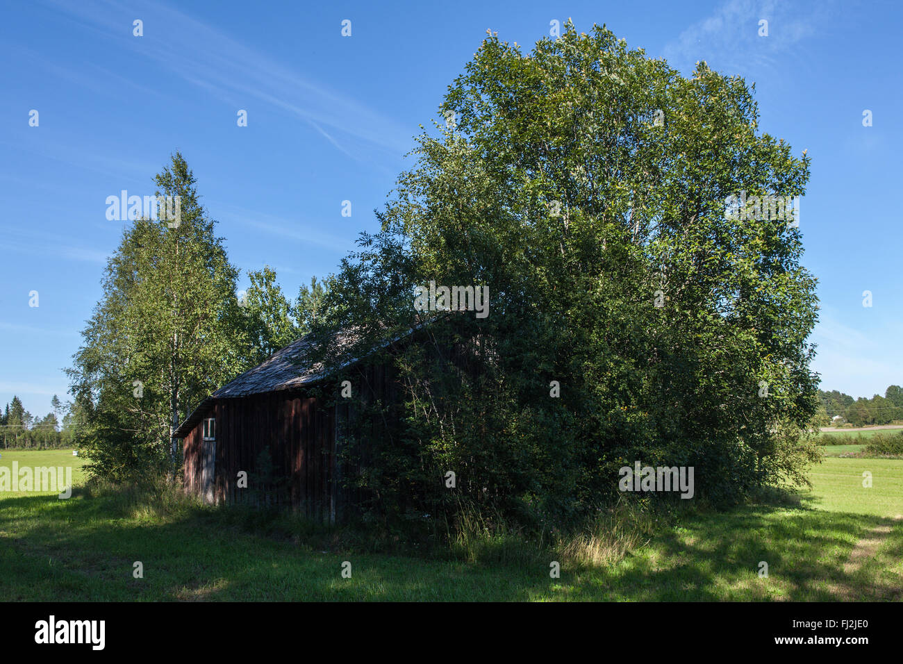 Old wooden barn hidden in the shadows on the farmland. Bushes and trees ...