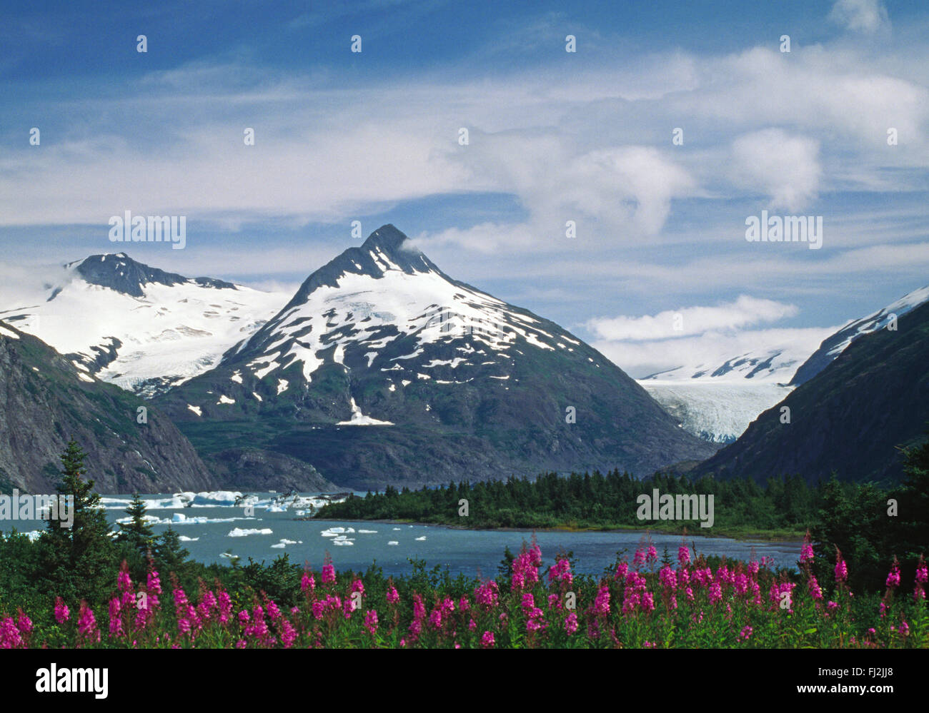 Purple FIREWEED (Chamerion angustifolium) brilliantly colors the ...