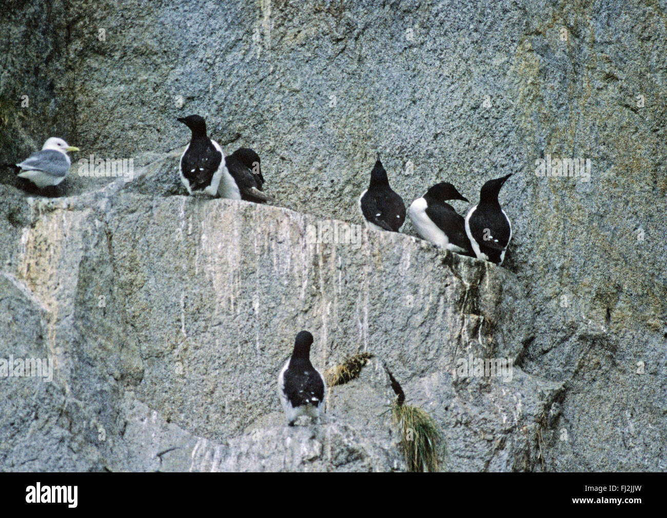a SEAGULL nesting amidst the COMMON MURRES - CHISELL ISLANDS, FJORDS ...