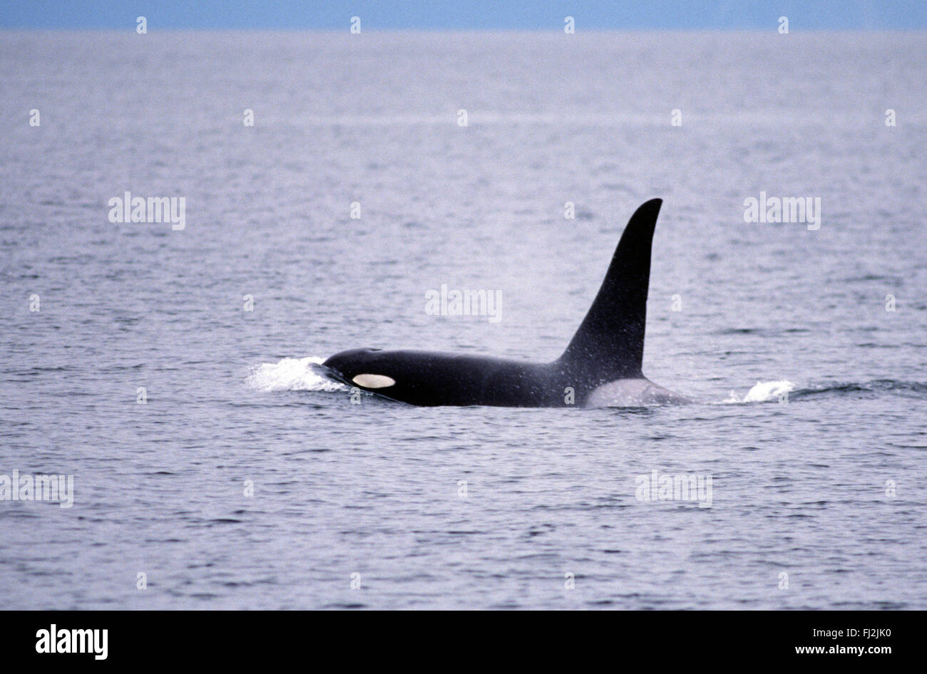 KILLER WHALE (Orcinus orca) breaching - ALASKA Stock Photo - Alamy