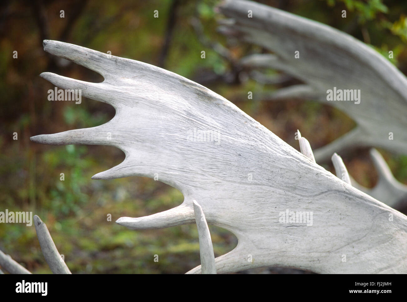 MOOSE ANTLERS - DENALI NATIONAL PARK,, ALASKA Stock Photo - Alamy
