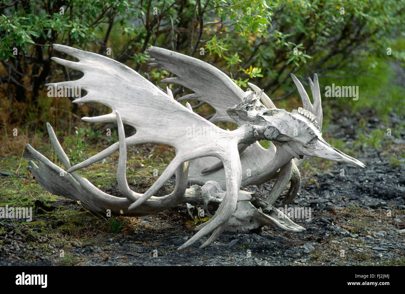 MOOSE ANTLERS - DENALI NATIONAL PARK, ALASKA Stock Photo - Alamy