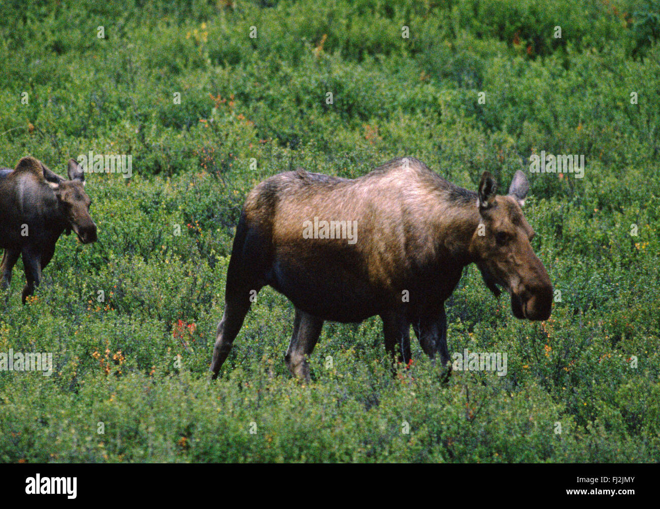 Female moose hi-res stock photography and images - Alamy