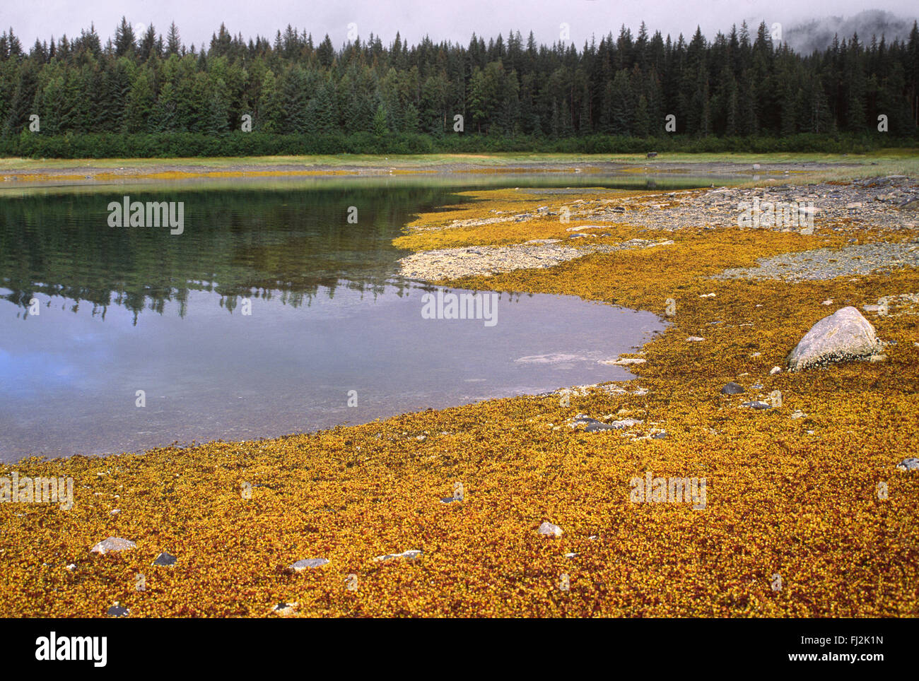 YELLOW SEAWEED in BERG BAY - GLACIER BAY NATIONAL PARK, ALASKA Stock ...