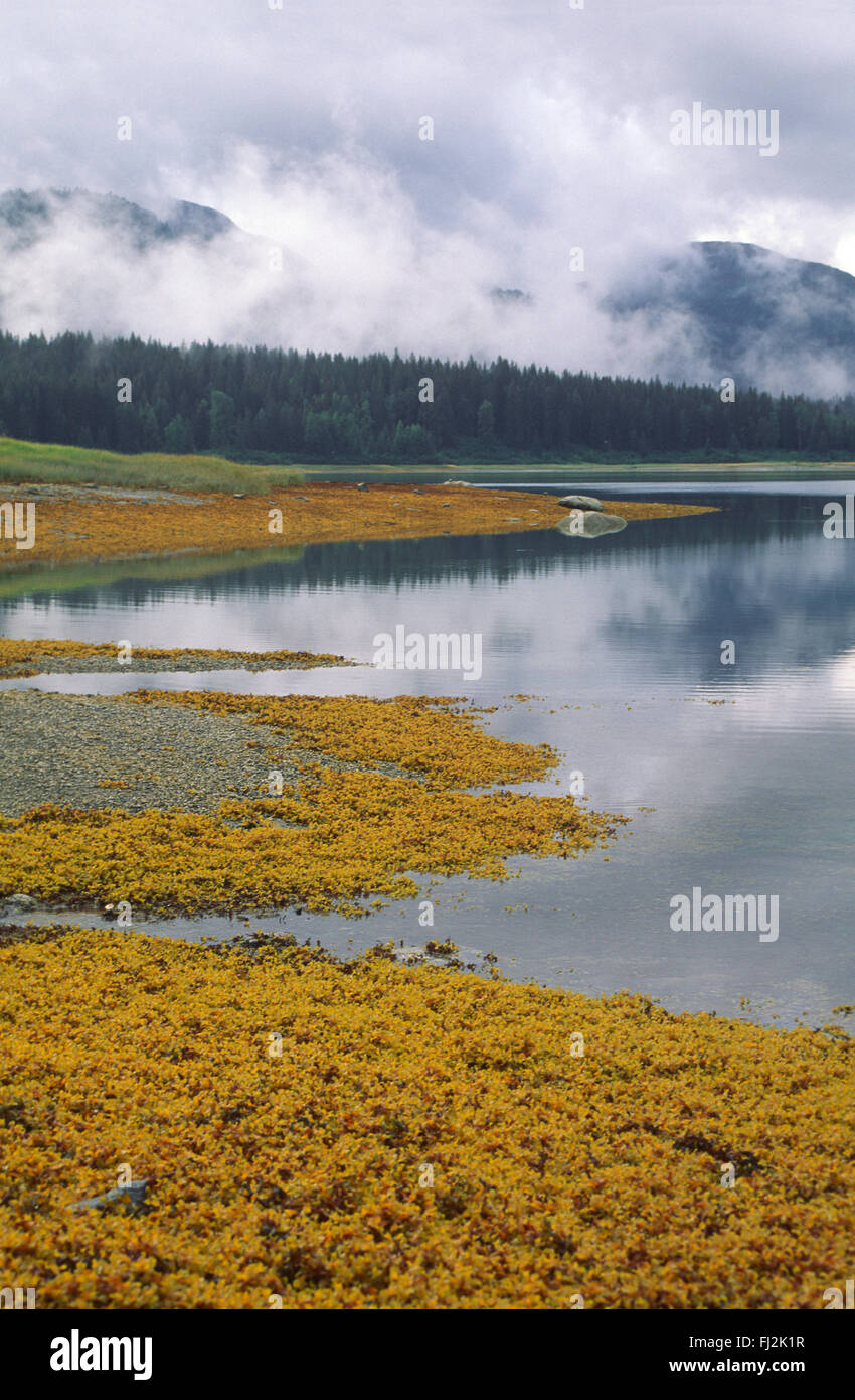 YELLOW SEAWEED in BERG BAY - GLACIER BAY NATIONAL PARK, ALASKA Stock ...