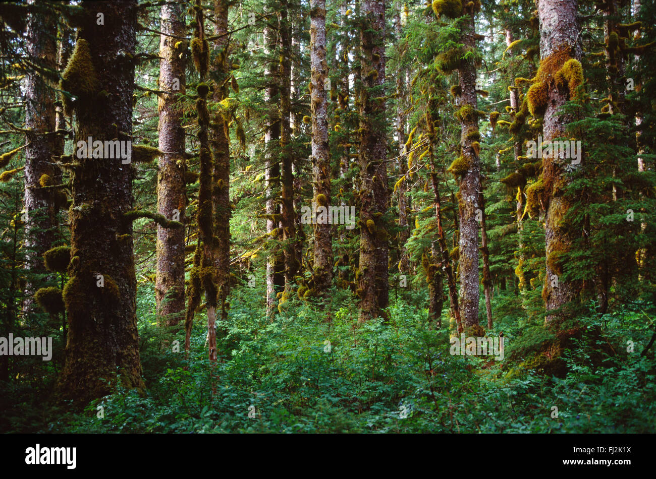 Sitka spruce forest glacier bay national park hi-res stock photography ...