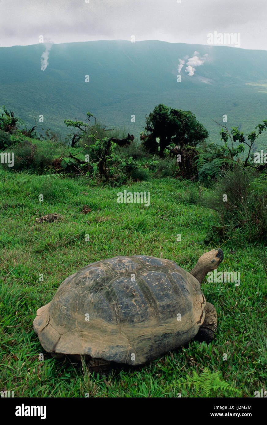 A GALAPAGOS TORTOISE living on the rim of ALCEDO VOLCANO - ISABELLA ...
