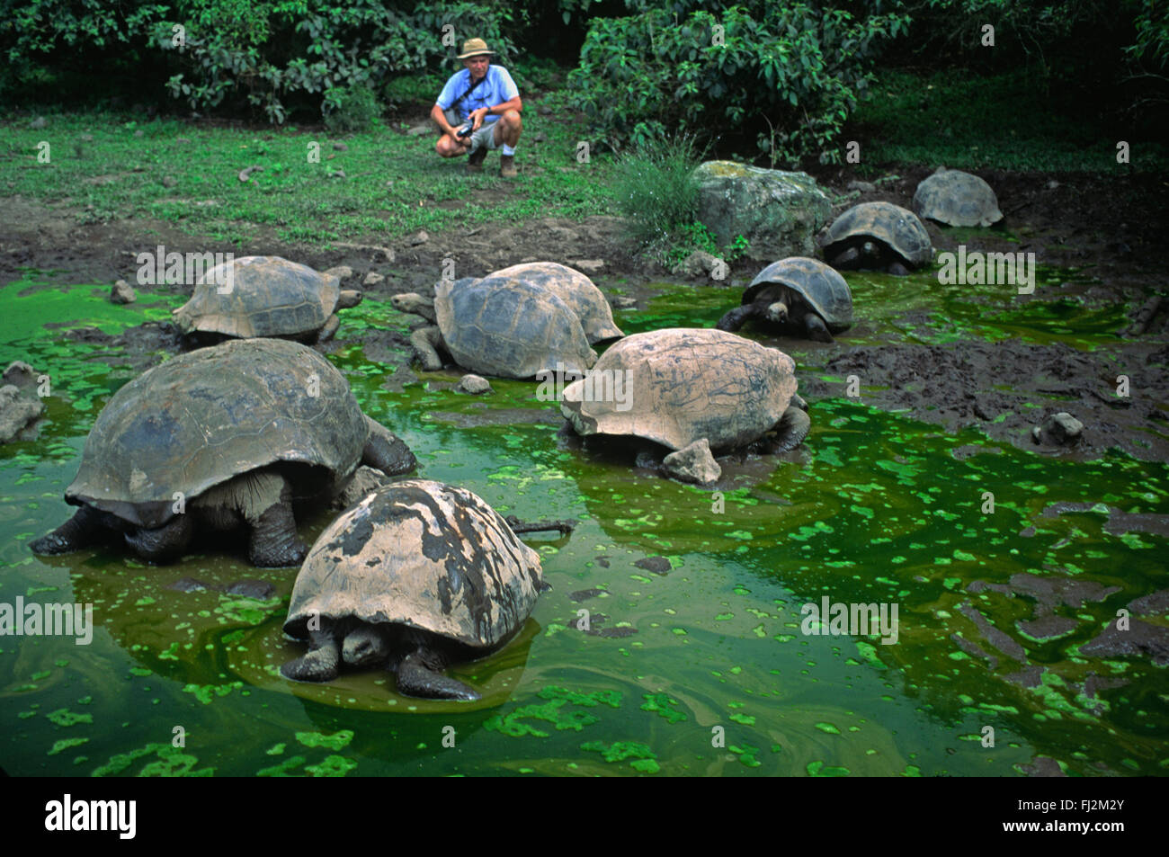 The GIANT TORTOISE (Geochelone elephantopus) travels inland for ...